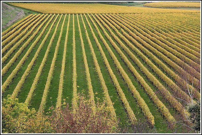 Small Group - Half-Day Hawke's Bay Winery Tour - Authentic Experiences and Traveler Feedback