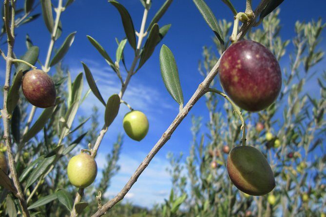 Small-Group Half-Day Languedoc Wine and Olive Tour from Montpellier - FAQ