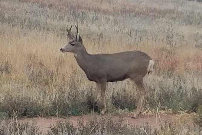 Small-Group Half-Day Tour Foothills of the Rockies from Denver - The Bottom Line