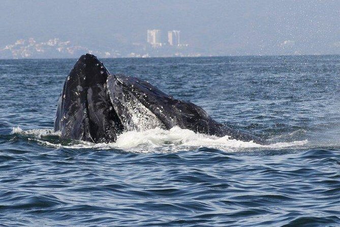 Small-Group Half-Day Whale-Watching Tour in Puerto Vallarta - FAQs