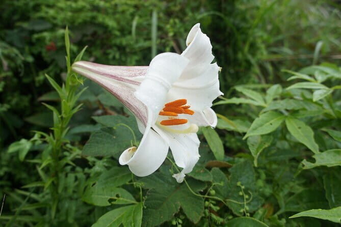 Small Group Hike to Ma On Shan Highland - An In-Depth Look at the Ma On Shan Highland Hike