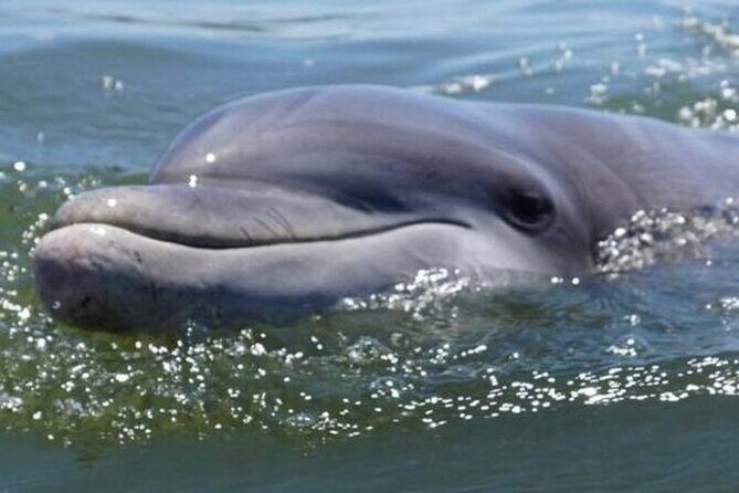 Small Group Hilton Head Morning Dolphin and Donut Cruise - FAQ