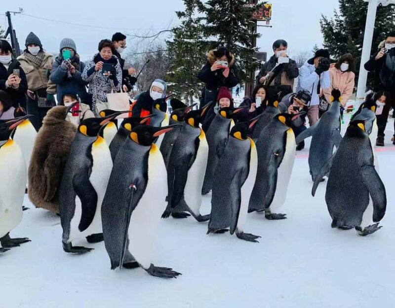 Small Group Hokkaido Sapporo Abashiri 9-Guest 2-Day Tour - Key Points