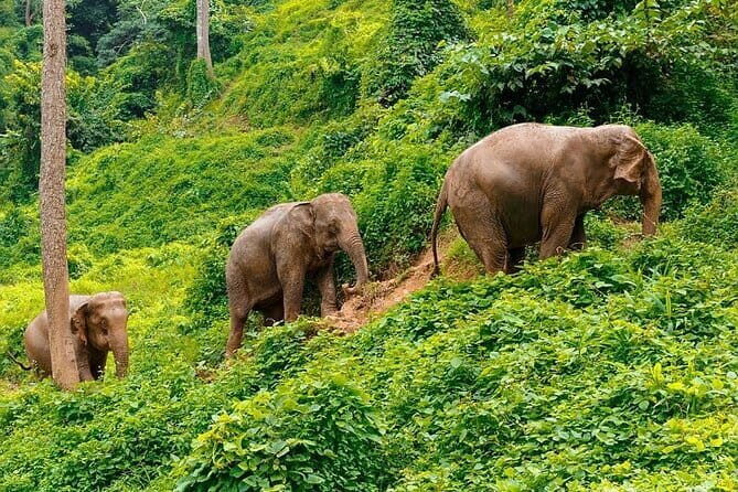 Small Group immersive Elephant Sanctuary & Karen Tribe life - Key Points