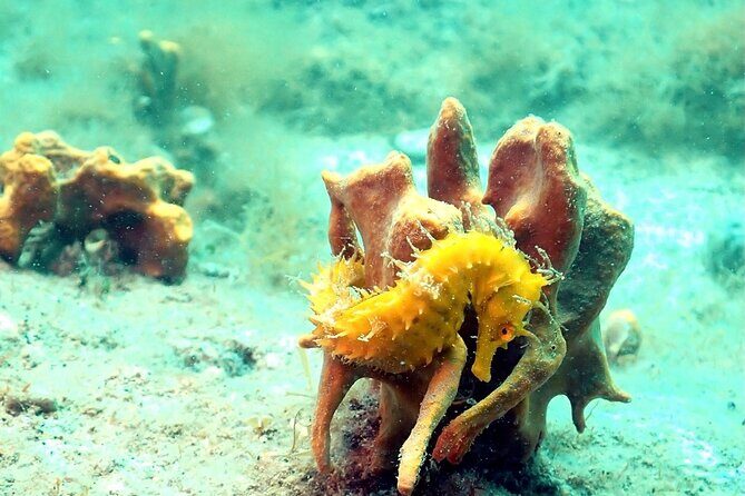 Small-Group Introductory Scuba Diving in Pula - Introducing the Experience: A Friendly Dive into the Underwater World