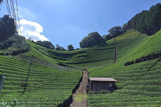Small Group Japanese Green Tea Tasting in Shizuoka - Practical Details and Value