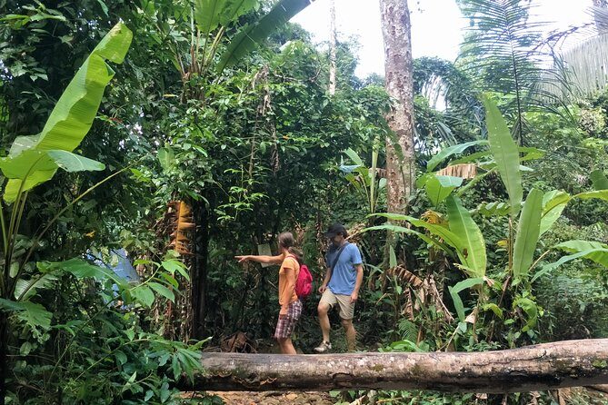 Small-Group Jungle Hiking Excursion in Khao Phra Teaw Park - An In-Depth Look at the Jungle Trek Experience