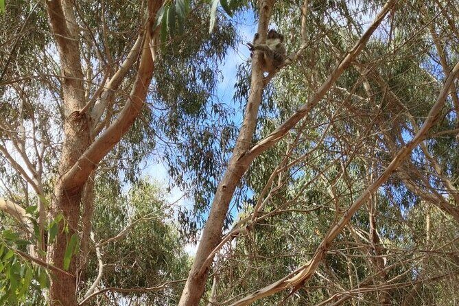 Small Group Kangaroo Island Tour - Best of KI in 2 Days - Frequently Asked Questions
