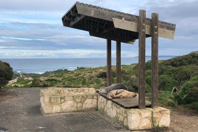 Small Group Kangaroo Island Tour - Seal Bay - The Experience of the Guides