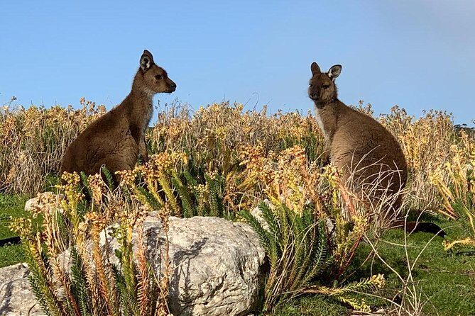 Small Group Kangaroo Island Tour - Seal Bay - What Past Travelers Say