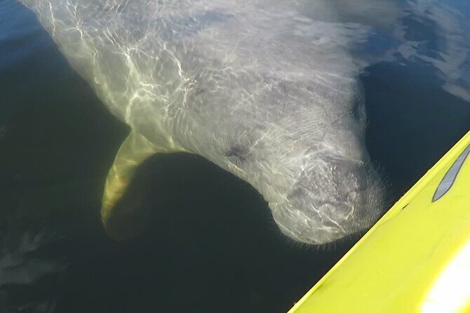 Small Group Manatee Discovery Kayak Tour near Orlando - Discover the Magic of the Small Group Manatee Discovery Kayak Tour near Orlando