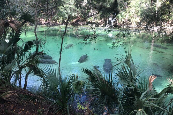 Small Group Manatee Discovery Kayak Tour near Orlando - The Sum Up