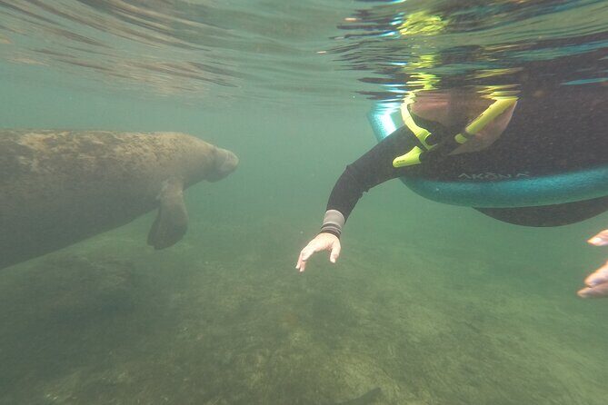 Small Group Manatee Snorkel Tour with In-Water Guide and Photographer - The Value of Conservation and Respect