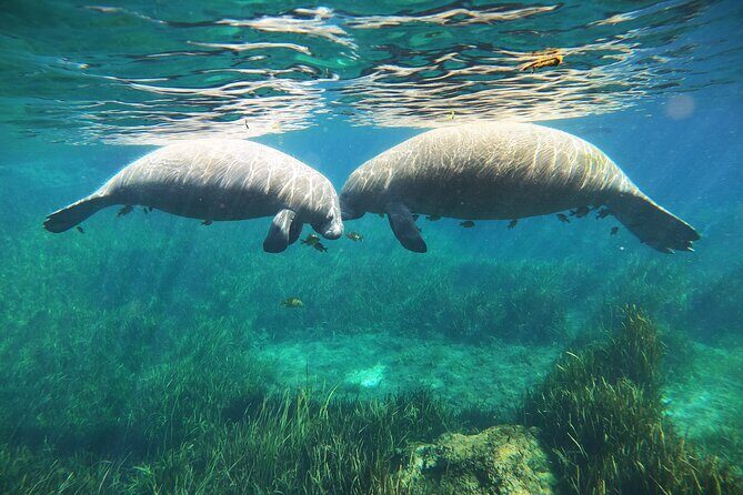 Small Group Manatee Snorkel Tour with In-Water Guide and Photographer - Who Will Love This Tour?