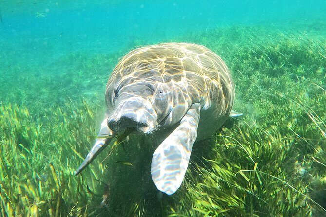 Small Group Manatee Snorkel Tour with In-Water Guide and Photographer - FAQ