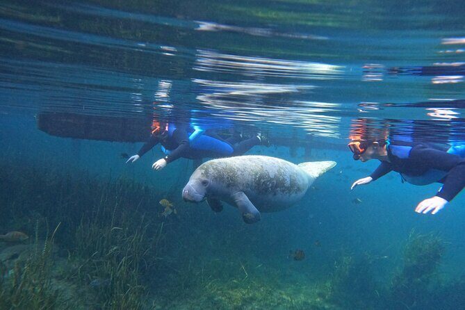 Small Group Manatee Swim Tour With Free Photos - Introduction