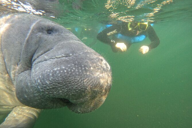 Small Group Manatee Swim Tour With Free Photos - Who Will Love This Tour?