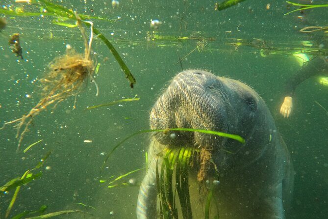 Small Group Manatee Swim Tour With Free Photos - The Sum Up