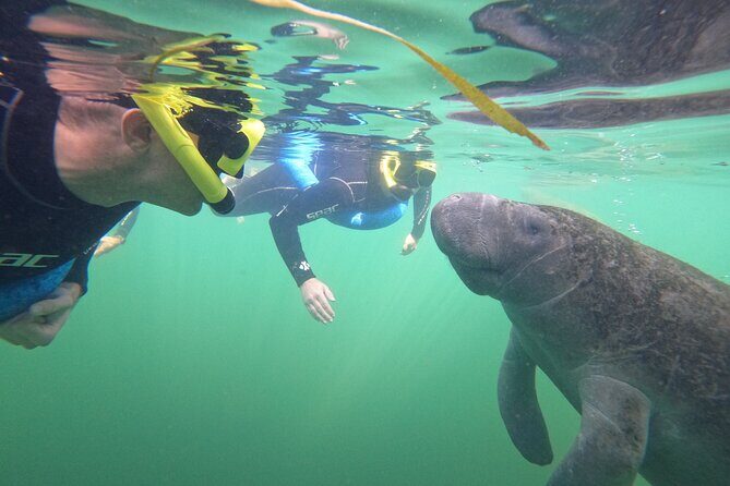 Small Group Manatee Swim Tour With Free Photos - FAQ
