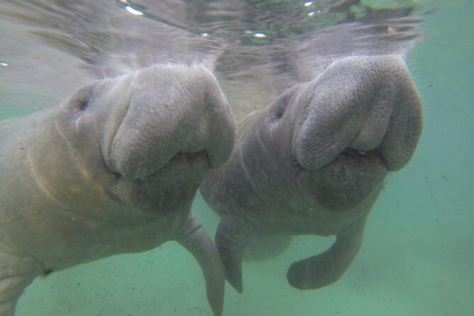 Small group Manatee Tour with In-Water Divemaster/Photographer - Key Points