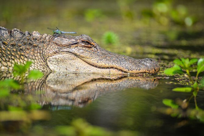Small-Group Manchac Swamp Kayak Tour with Local Guide - The Quality of the Guides
