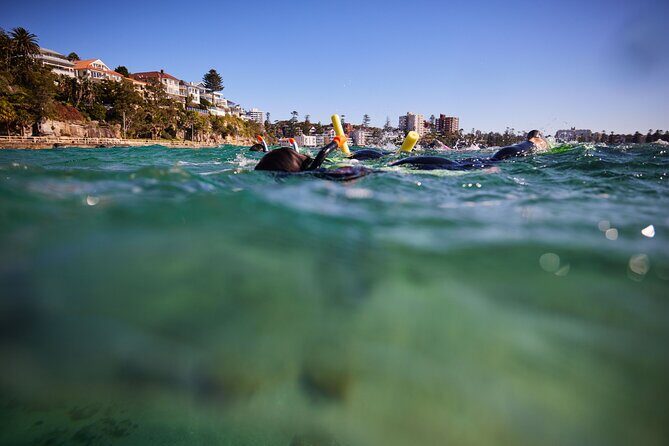 Small Group Manly Snorkel Tour and Nature Walk with Local Guide - What You Can Expect: Breaking Down the Itinerary