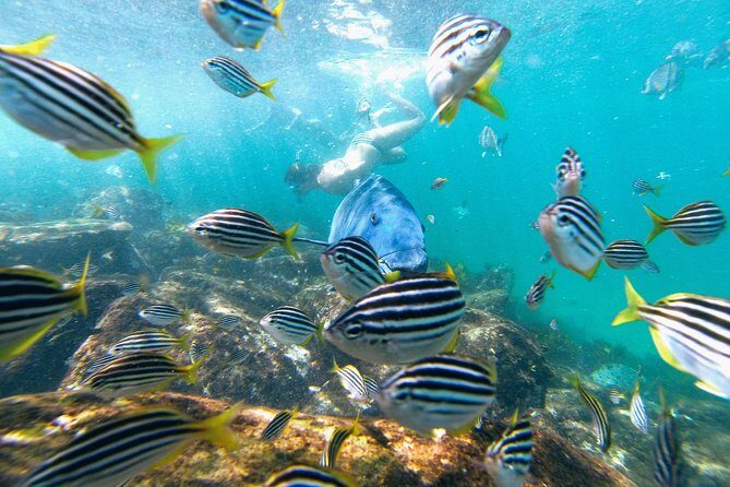 Small Group Manly Snorkel Tour and Nature Walk with Local Guide - The Good, the Bad, and the Balance