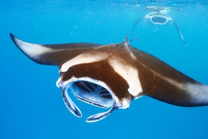 Small-Group Manta Ray Night Snorkel from Kona - The Experience in Detail