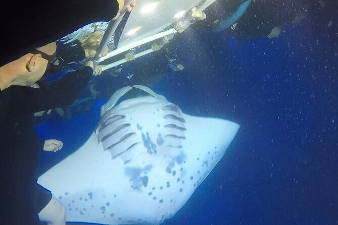 Small-Group Manta Ray Night Snorkel from Kona - Who Will Love This Tour?