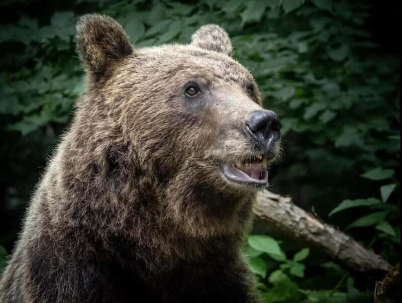 Small group max 7 - Bears Safari on Top Gear -Transfgran - Transportation, Group Size, and Price: Why It Matters