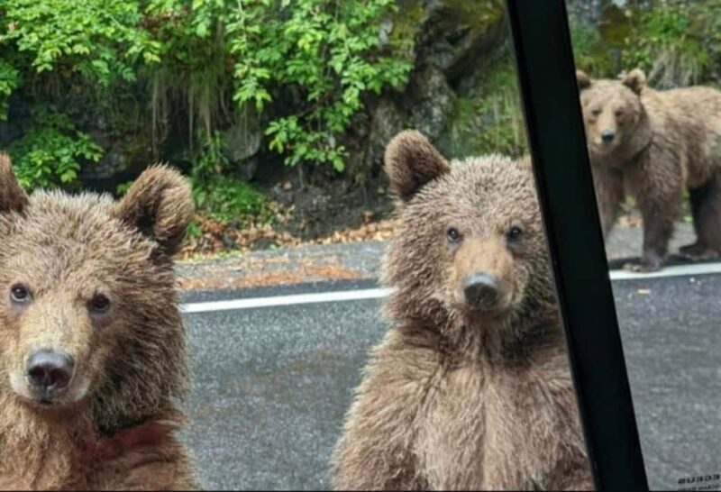 Small group max 7 - Bears Safari on Top Gear -Transfgran - Who Should Consider This Tour?