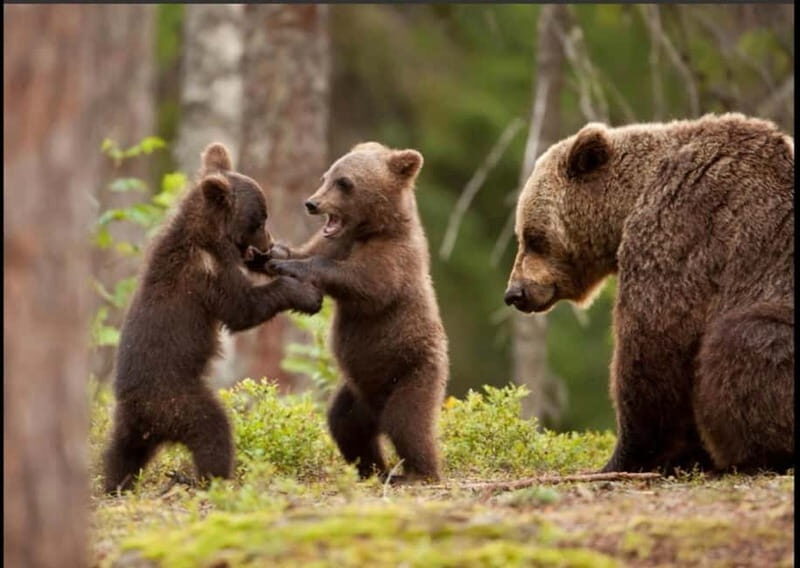 Small group - max 7 pax -Wild Bears Safari on Transfgran - An In-depth Look at the Wild Bears Safari Experience