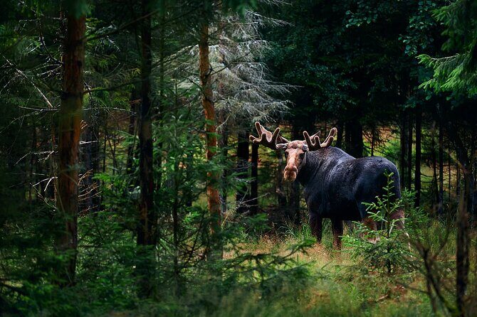 Small-Group Moose Wild Safari from Rovaniemi - An In-Depth Look at the Moose Safari Experience