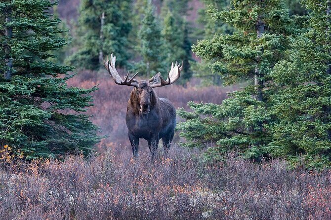 Small-Group Moose Wild Safari from Rovaniemi - The Sum Up: Who Will Love This Tour?