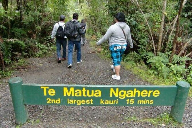Small-Group Mystical Waipoua Forest Kauri Tour from Auckland - Transport, Comfort, and Timing
