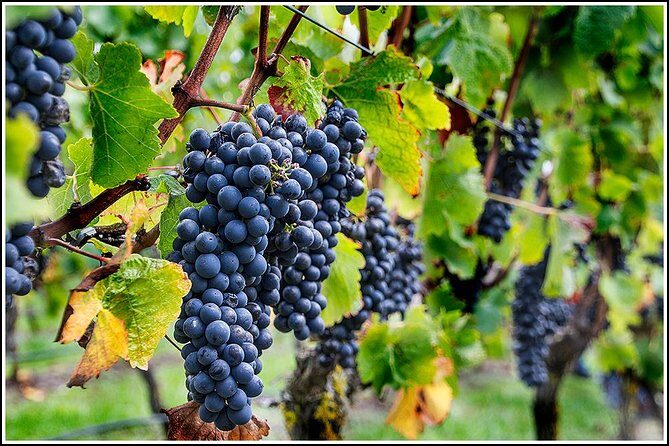 Small group - Napier, Wine and Beer Tour - 5.0 - 5.5 hours - The Experience in Practice