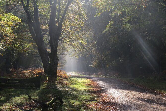 Small-group New Forest Discovery Walk from Lyndhurst - Key Points