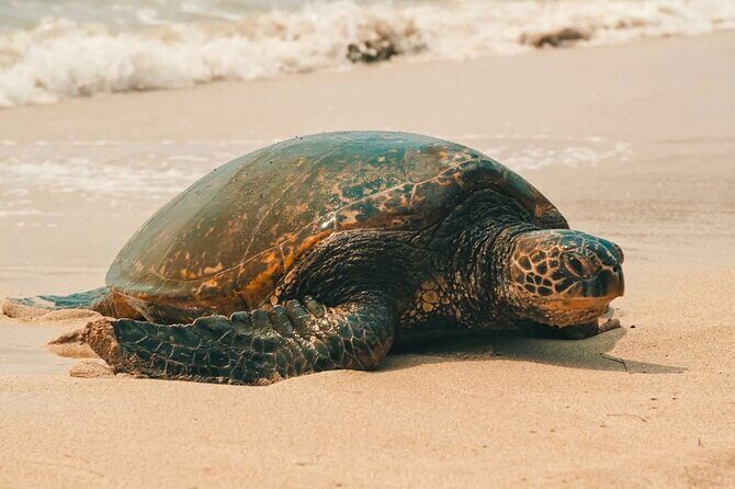 Small Group North Shore Circle Island Tour Oahu - The Details of the Tour Itinerary