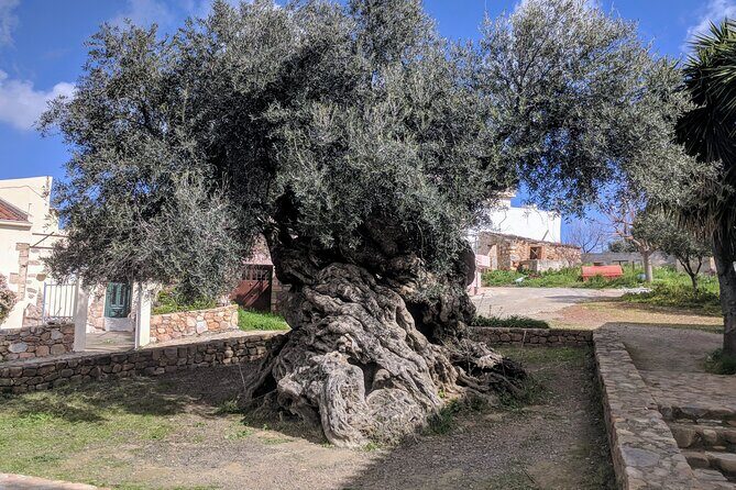 Small Group Olive Oil and Wine Tour with Light Lunch - Key Points