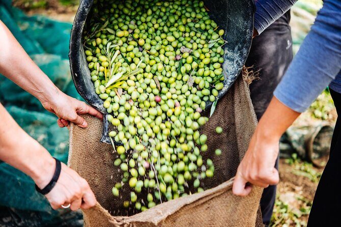 Small Group Olive Oil and Wine Tour with Light Lunch - Transportation and Group Size
