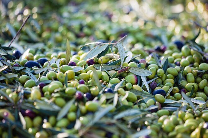Small Group Olive Oil and Wine Tour with Light Lunch - The Value of This Tour