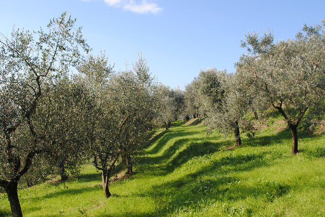 Small Group Olive Oil and Wine Tour with Light Lunch - Who Should Consider This Tour?