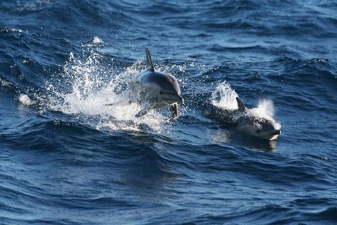 Small Group Port Stephens + Dolphins + 4WD/sandboarding ex Sydney - The Practicalities: Comfort, Value, and Logistics