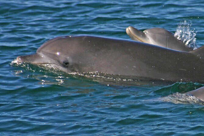 Small Group Port Stephens + Dolphins + 4WD/sandboarding ex Sydney - Real Traveler Insights