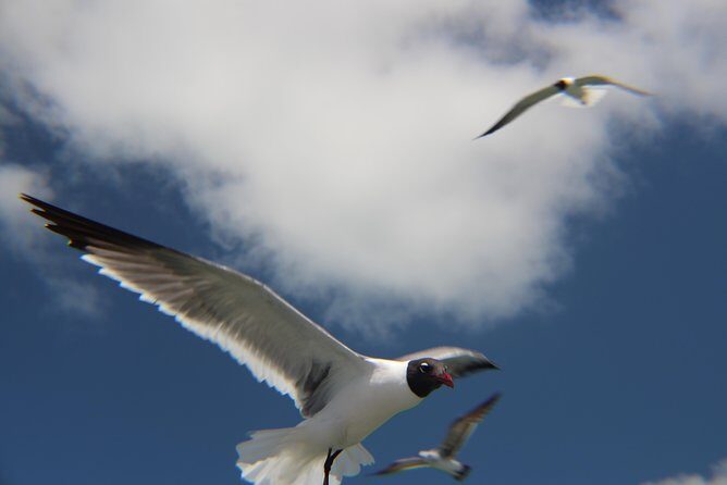 Small-group private Key West tour with expert guide - FAQ