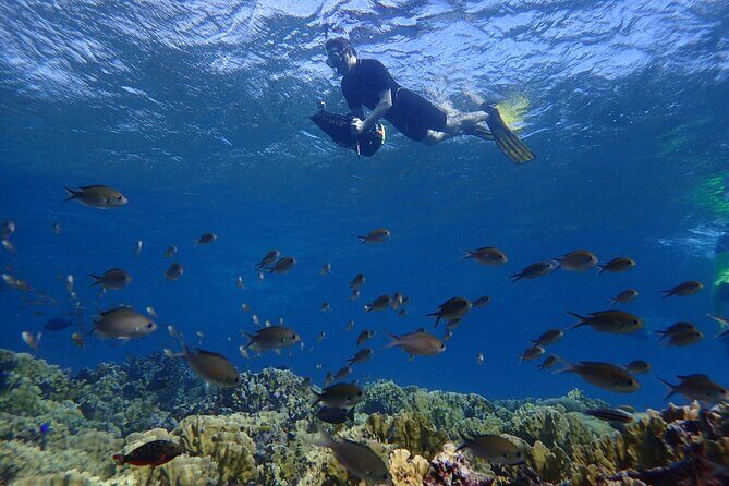 Small-Group Sea Scooters Snorkel at Mangel Halto Beach in Aruba - Key Points