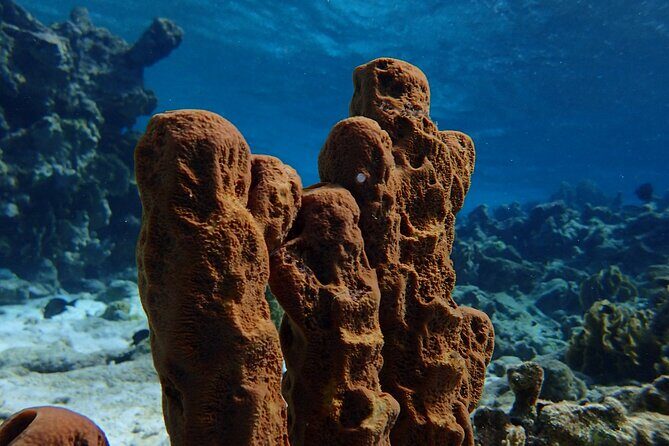Small-Group Sea Scooters Snorkel at Mangel Halto Beach in Aruba - FAQ