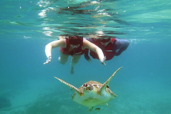 Small Group Sea Turtle Tour (Guaranteed to see turtles) - Who Will Love This Tour?