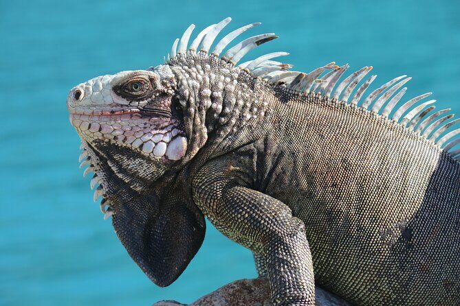 Small Group Sea Turtle Tour (Guaranteed to see turtles) - The Sum Up