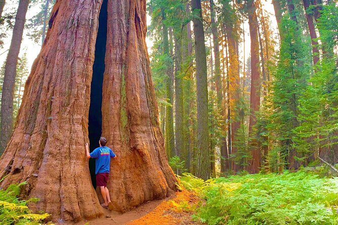 Small Group Sequoia Tour from Wuksachi Lodge with Lunch - The Sum Up